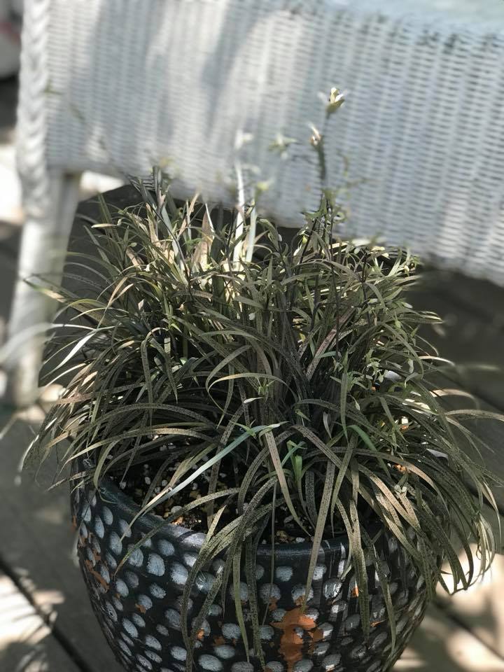 Freestyle Lesson - GARDENS（ガーデンズ） | 香川県高松市の造園・エクステリア・ガーデニング デザイン